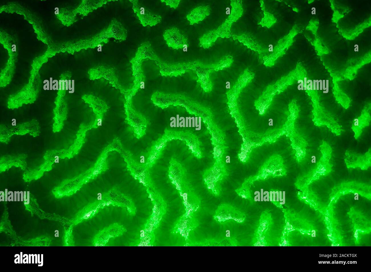 Platygyra species of hard coral, Faviidae family fluorescing brightly ...