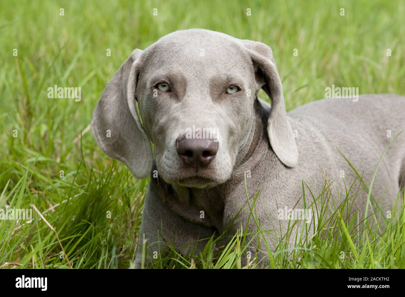 Perro weimaraner hi-res stock photography and images - Alamy