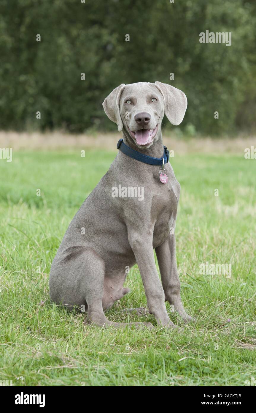Perro weimaraner hi-res stock photography and images - Alamy