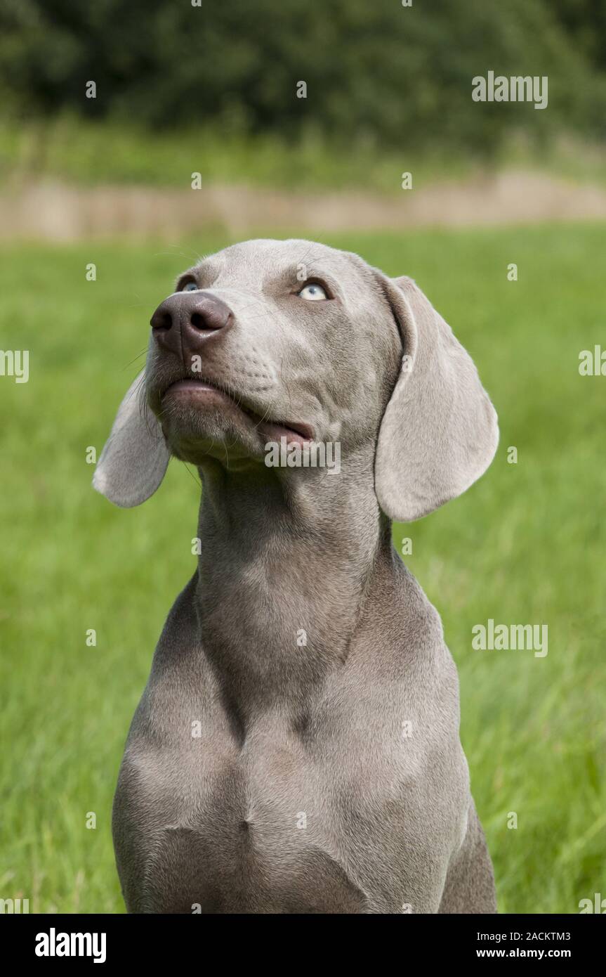 Perro weimaraner hi-res stock photography and images - Alamy