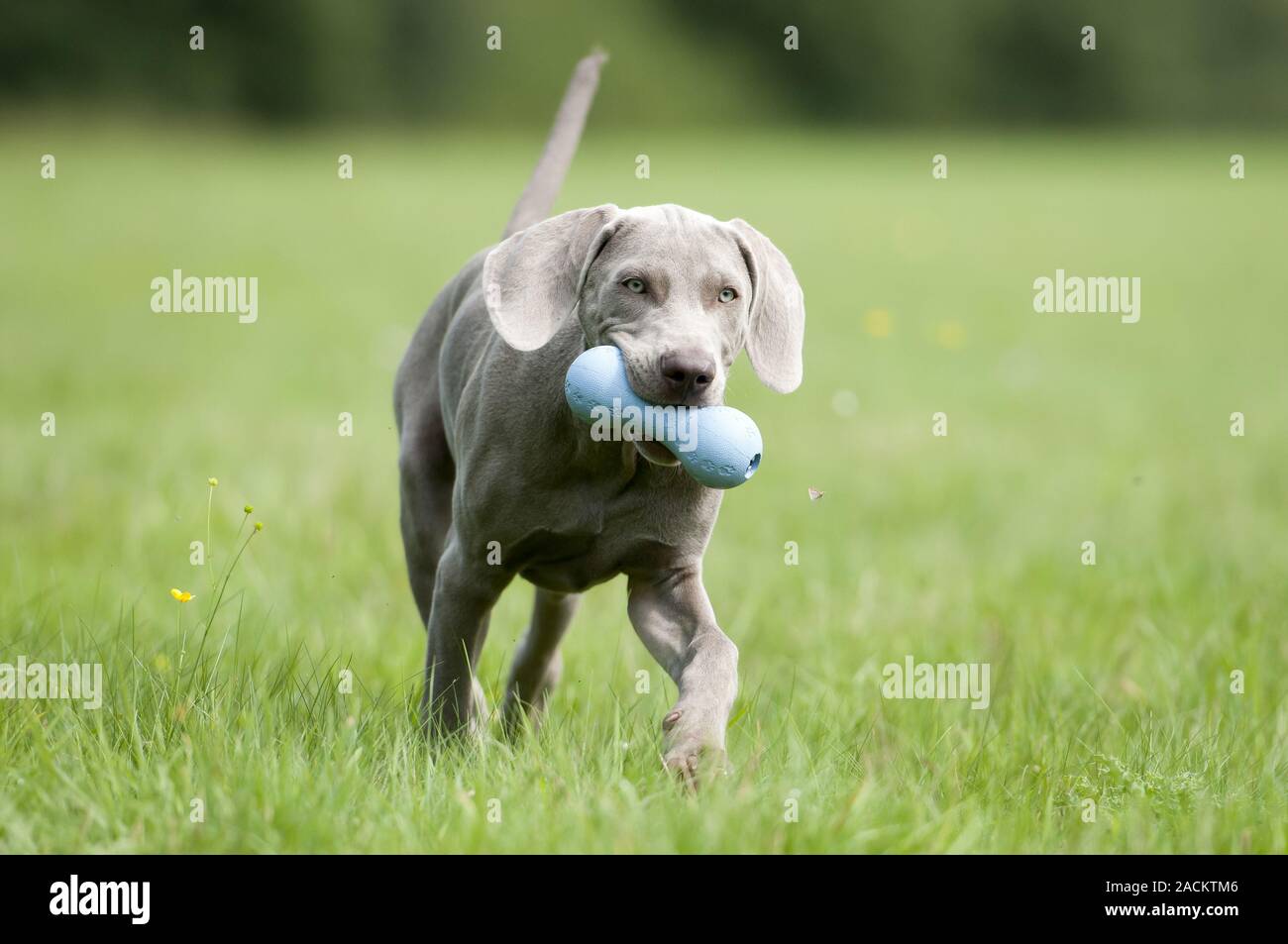 Perro weimaraner hi-res stock photography and images - Alamy