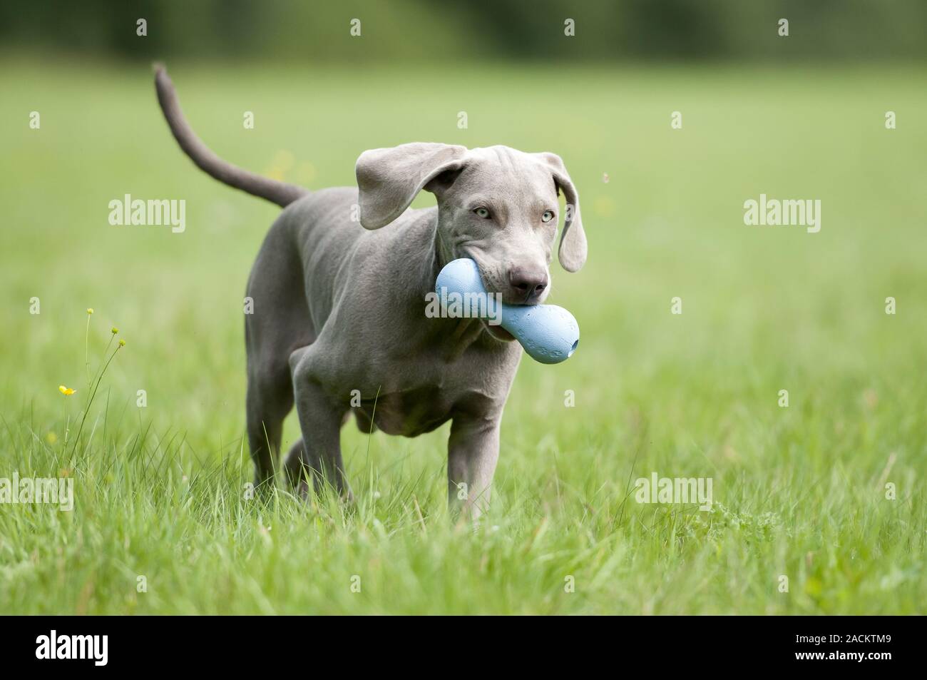 Perro weimaraner hi-res stock photography and images - Alamy