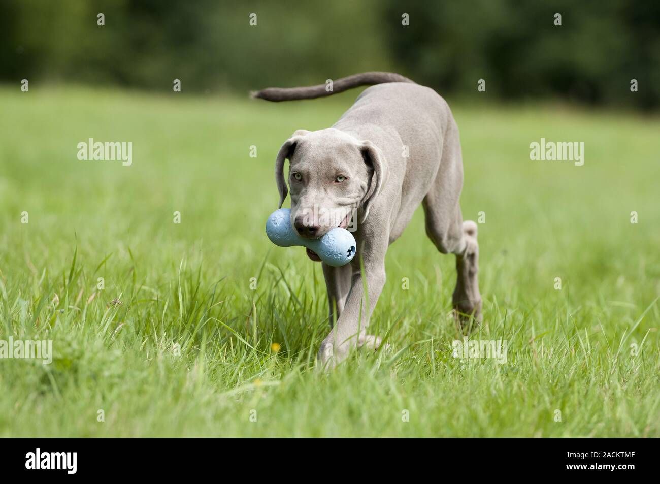 Perro weimaraner hi-res stock photography and images - Alamy