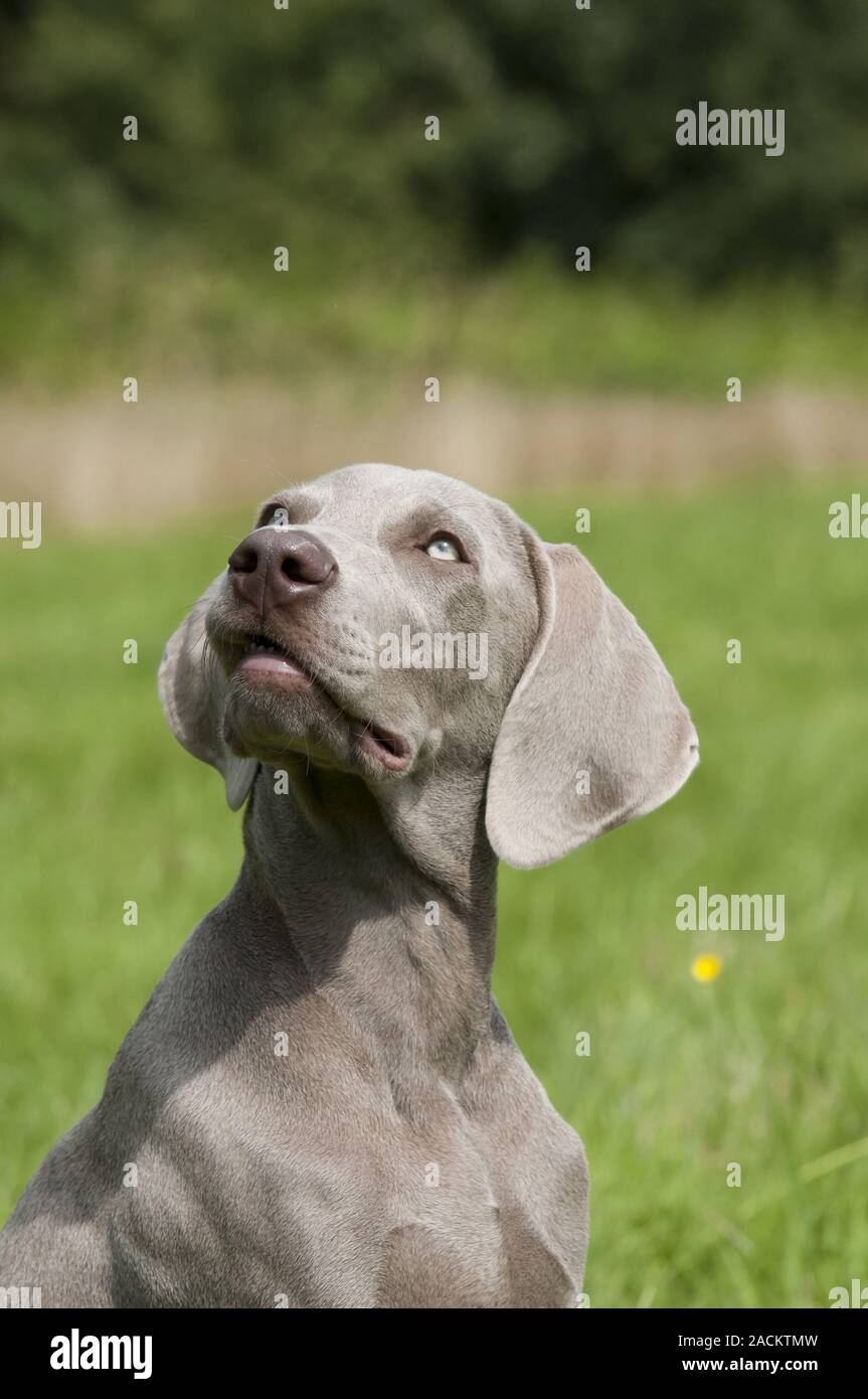 Perro weimaraner hi-res stock photography and images - Alamy