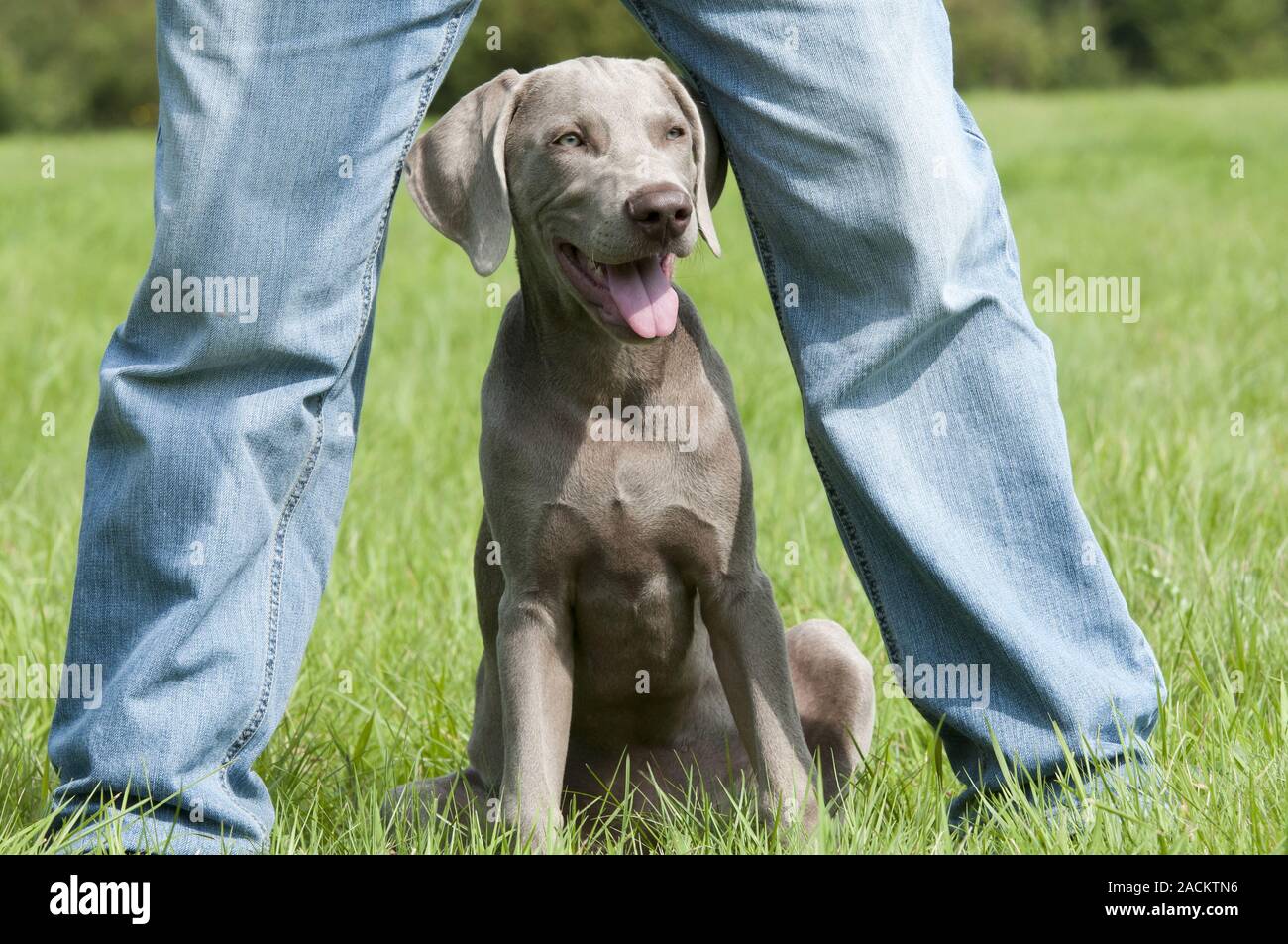 Perro weimaraner hi-res stock photography and images - Alamy