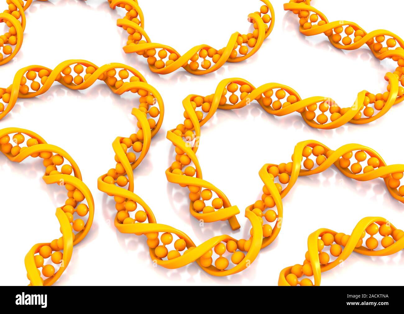 DNA molecule. Computer artwork showing double stranded DNA ...