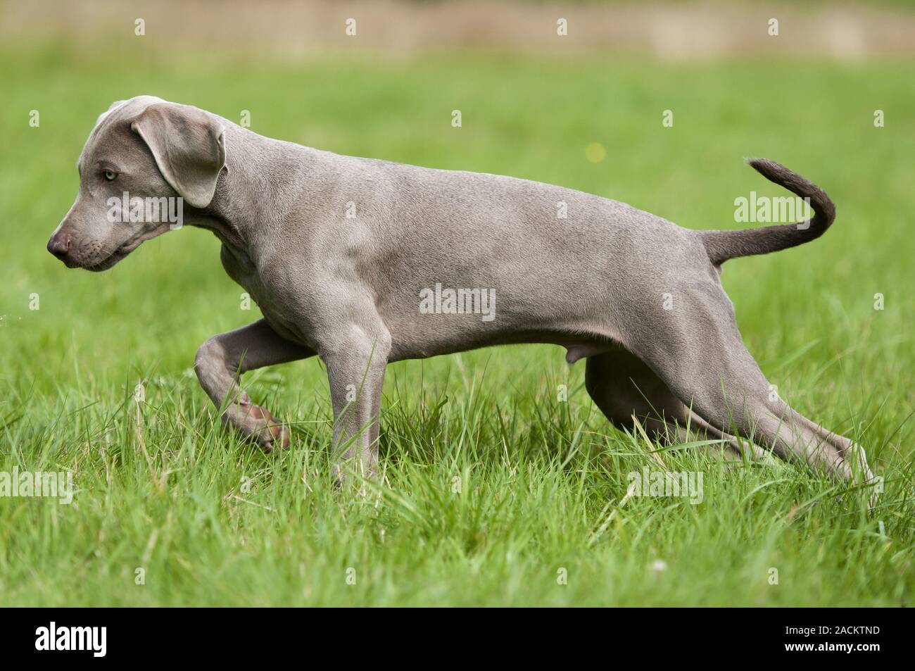 Perro weimaraner hi-res stock photography and images - Alamy