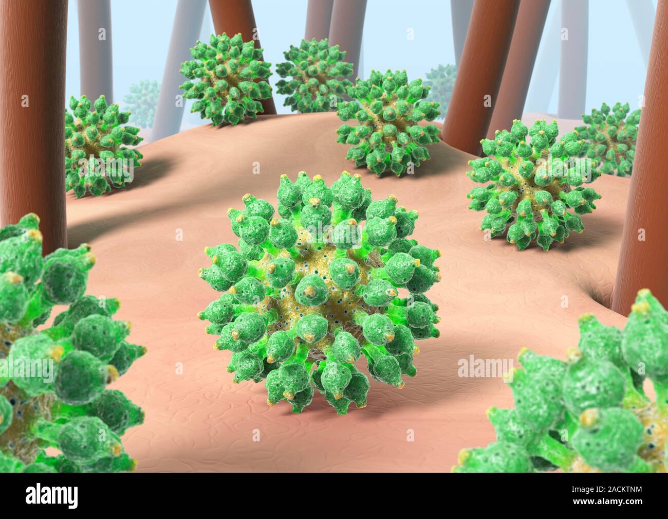 Human papilloma virus (HPV) infection. Computer artwork of HPV virus ...