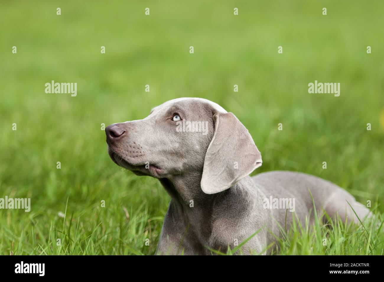 Perro weimaraner hi-res stock photography and images - Alamy