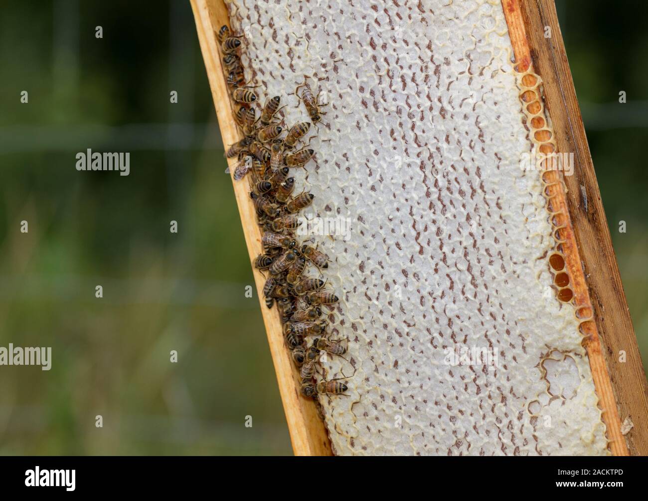 Frame of honey with bees Stock Photo - Alamy