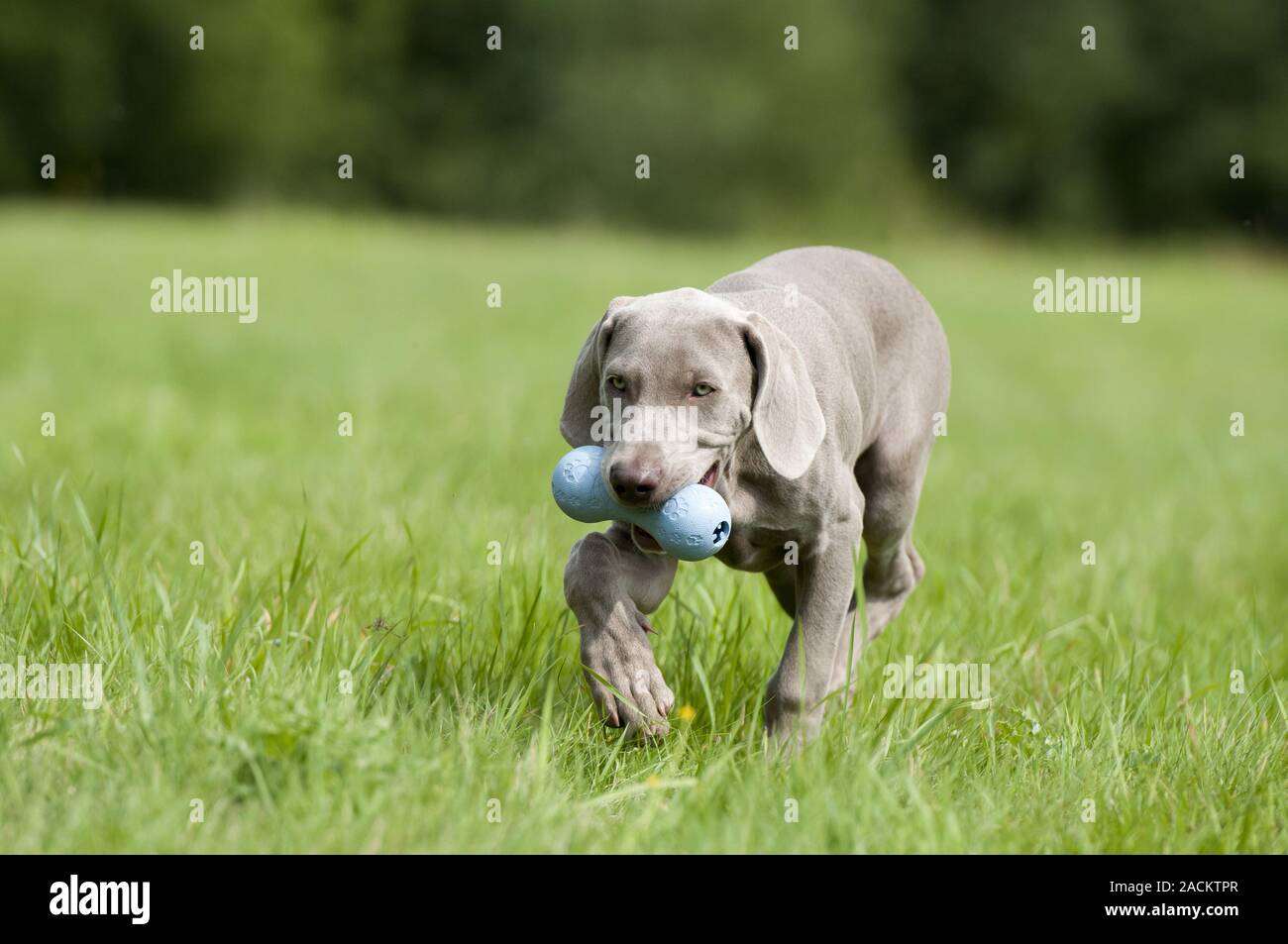Perro weimaraner hi-res stock photography and images - Alamy