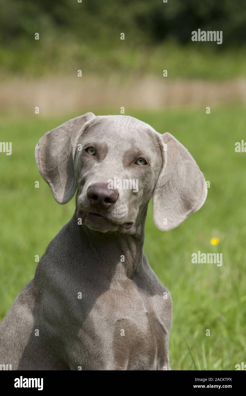Perro weimaraner hi-res stock photography and images - Alamy