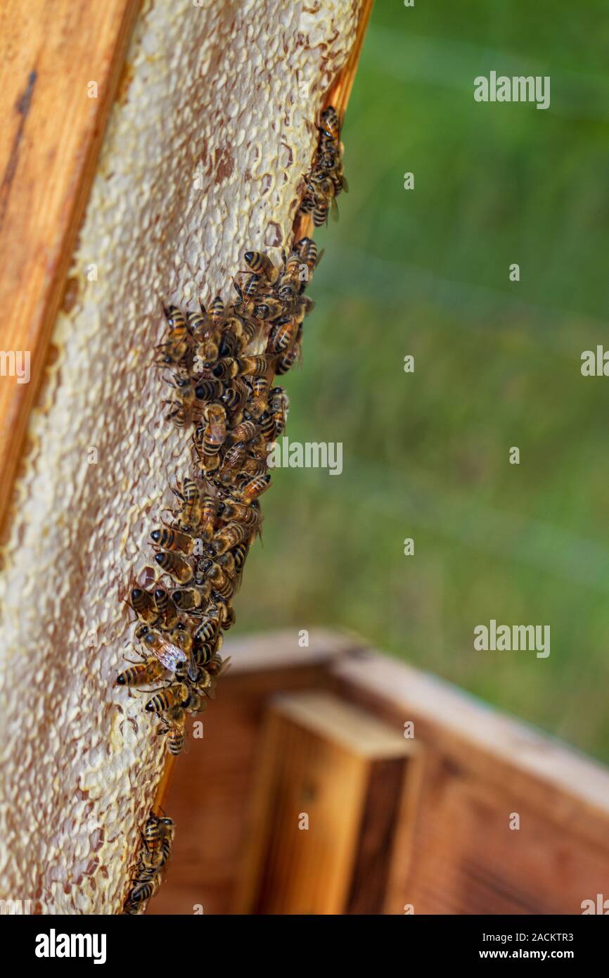 Frame of honey with bees Stock Photo - Alamy