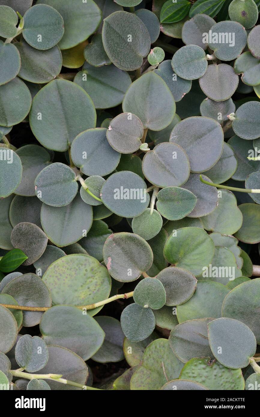 Felted pepperface (Peperomia incana Stock Photo - Alamy