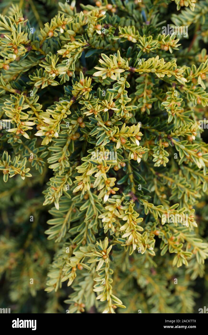 Taxus baccata 'Adpressa Variegata' Stock Photo - Alamy