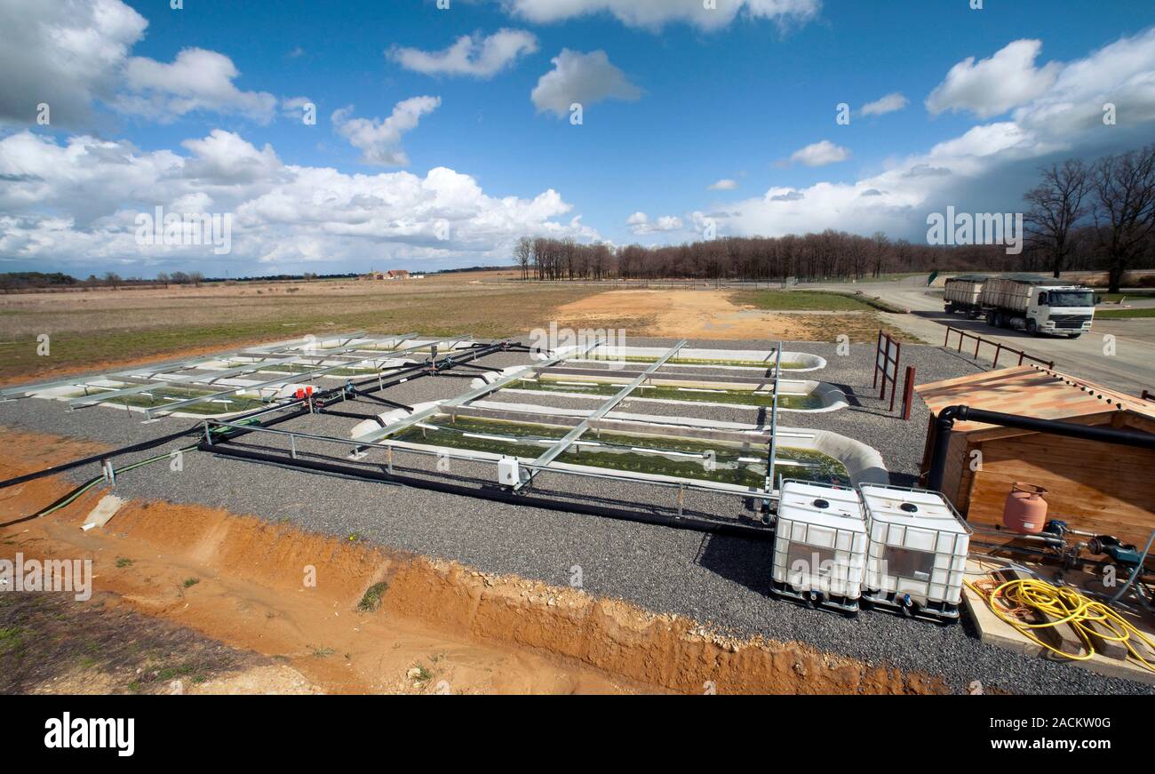 Microalgae production for biofuels. Ponds being used to culture ...