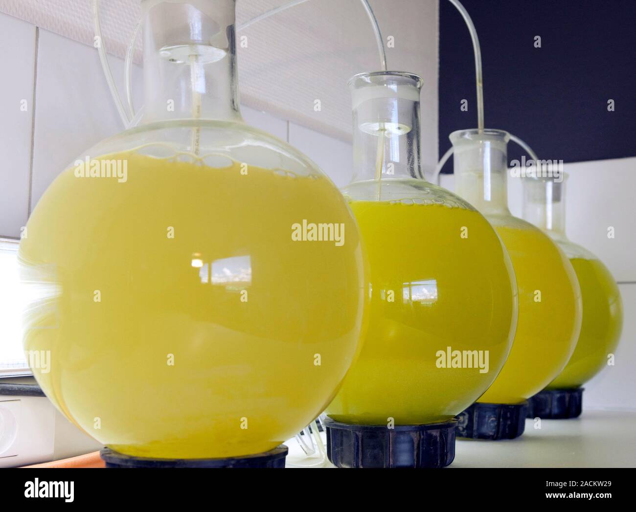Microalgae production for biofuels. Glass jars containing cultures of ...