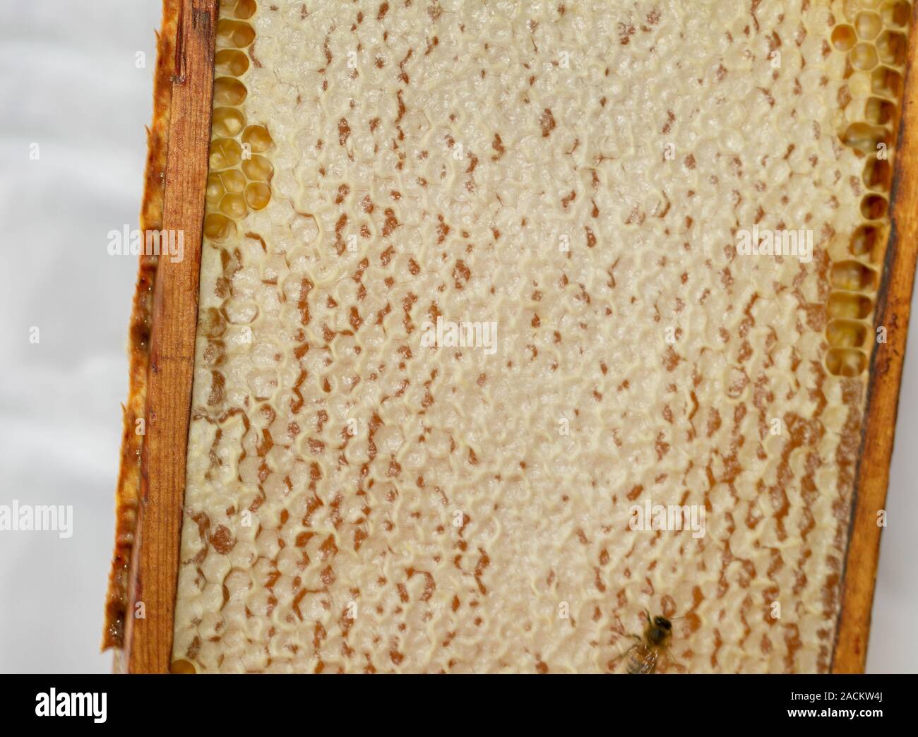 Frame of honey with bees Stock Photo - Alamy