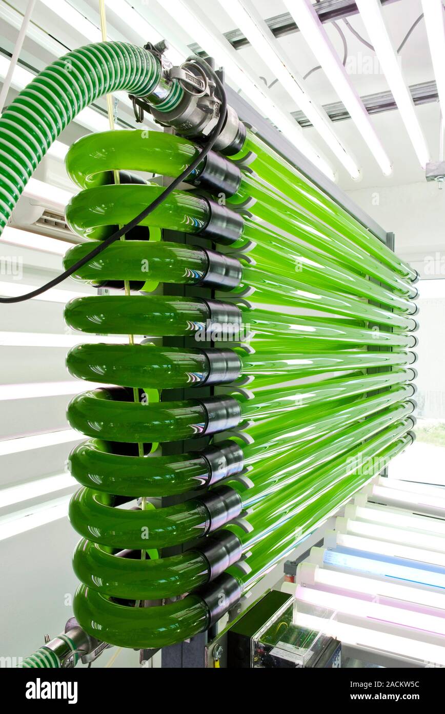Microalgae food supplement production. Equipment used to culture ...