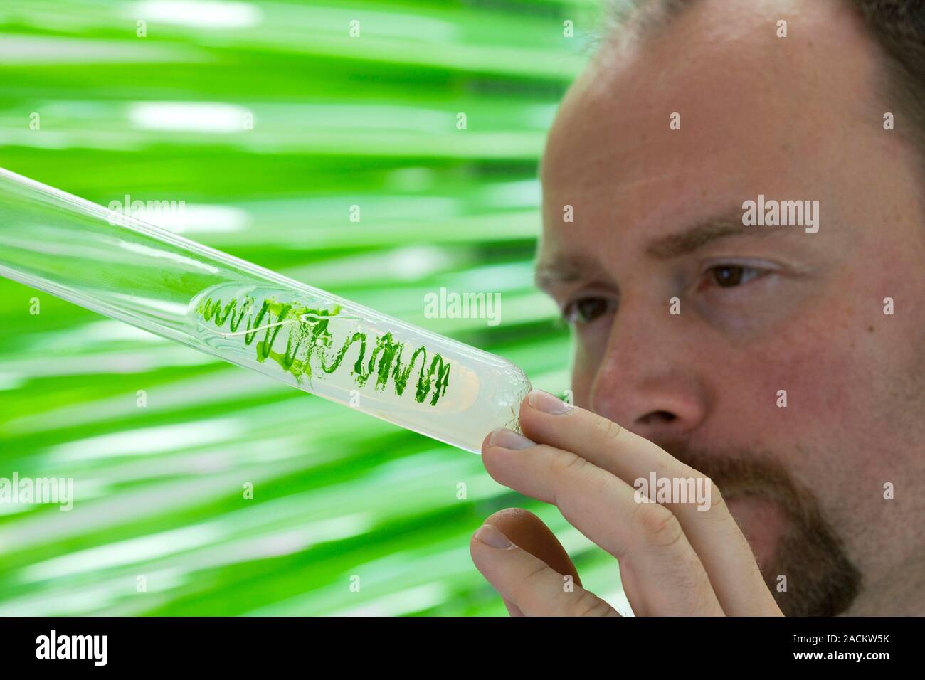 Microalgae food supplement production. Worker examining a test-tube ...