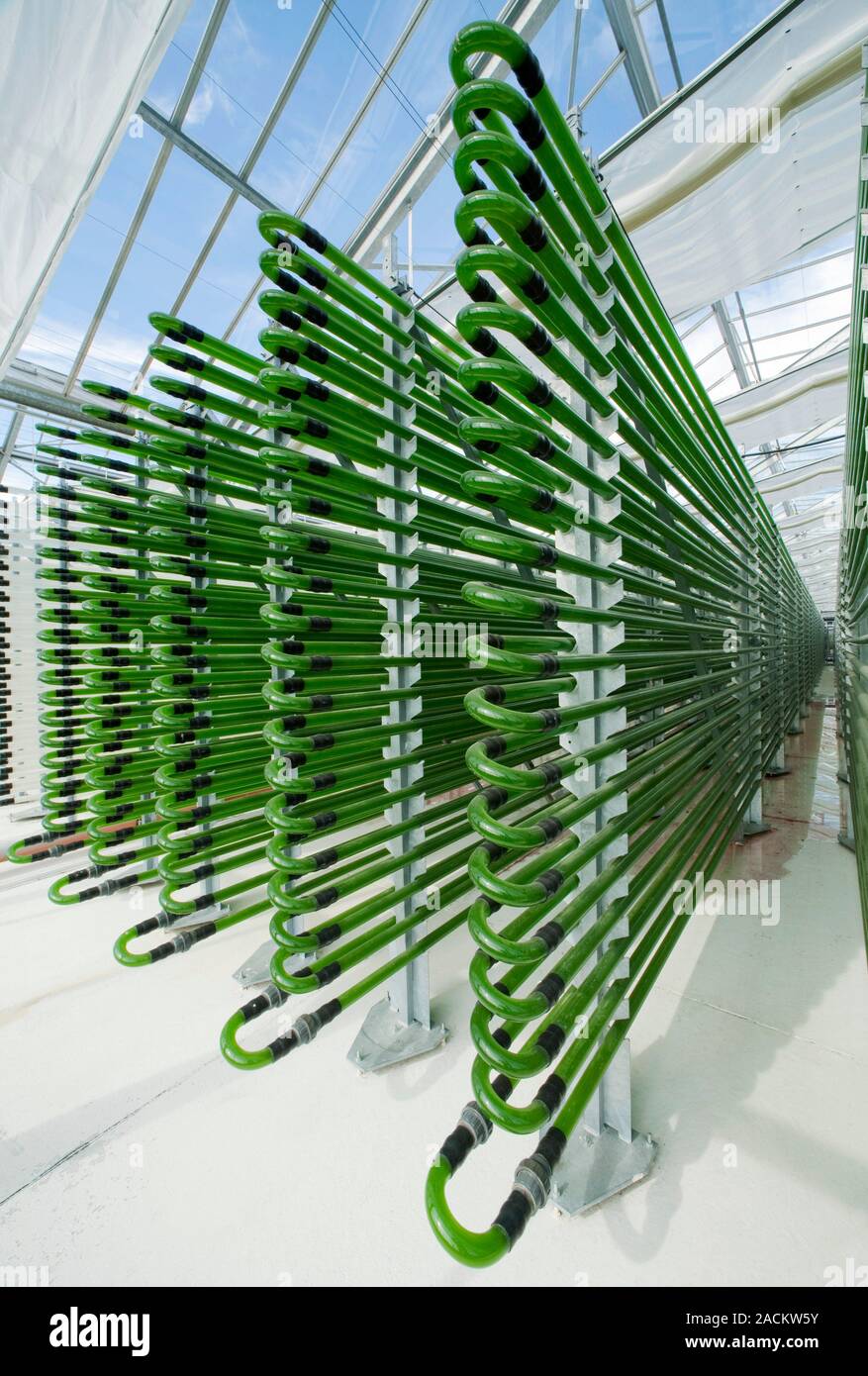 Microalgae food supplement production. Bioreactor used to culture ...