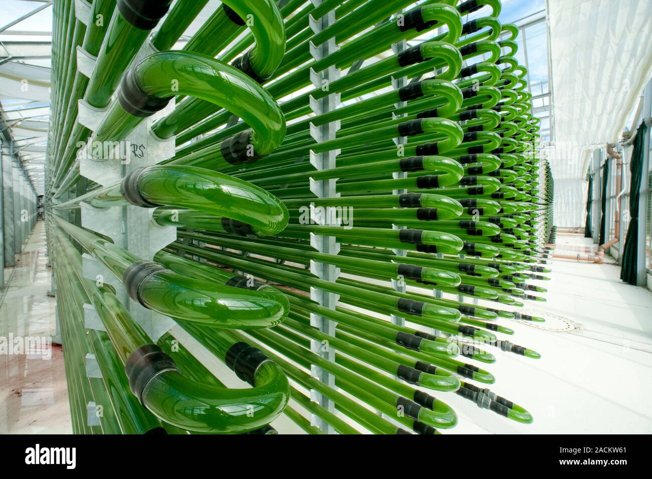 Microalgae food supplement production. Bioreactor used to culture ...