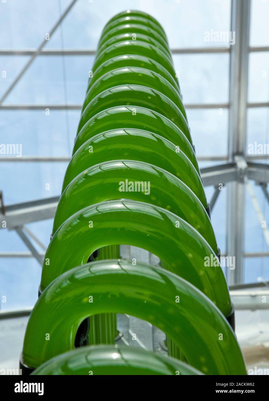 Microalgae food supplement production. Bioreactor used to culture ...