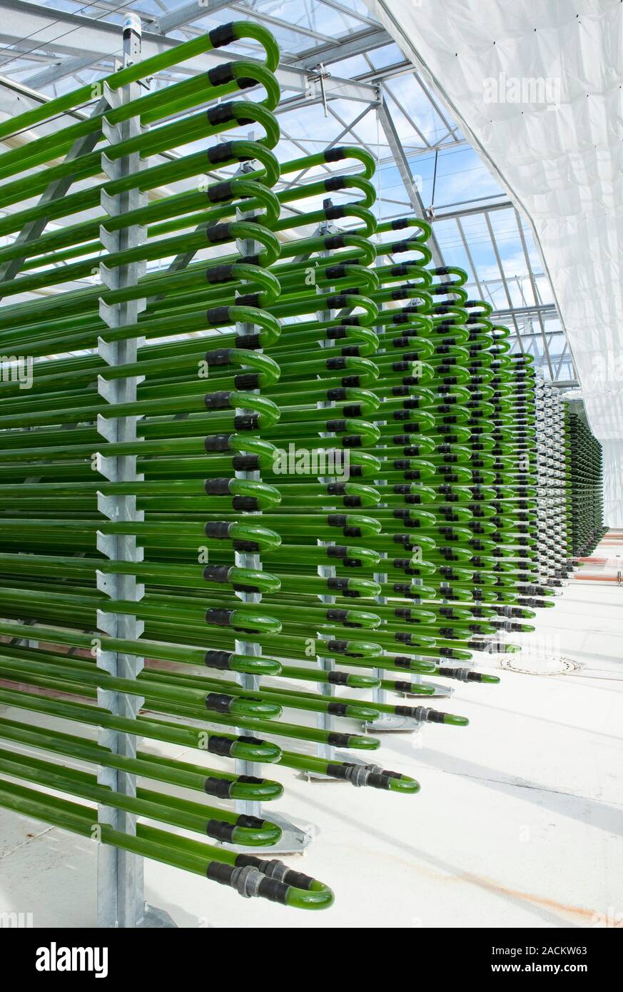 Microalgae food supplement production. Bioreactor used to culture ...