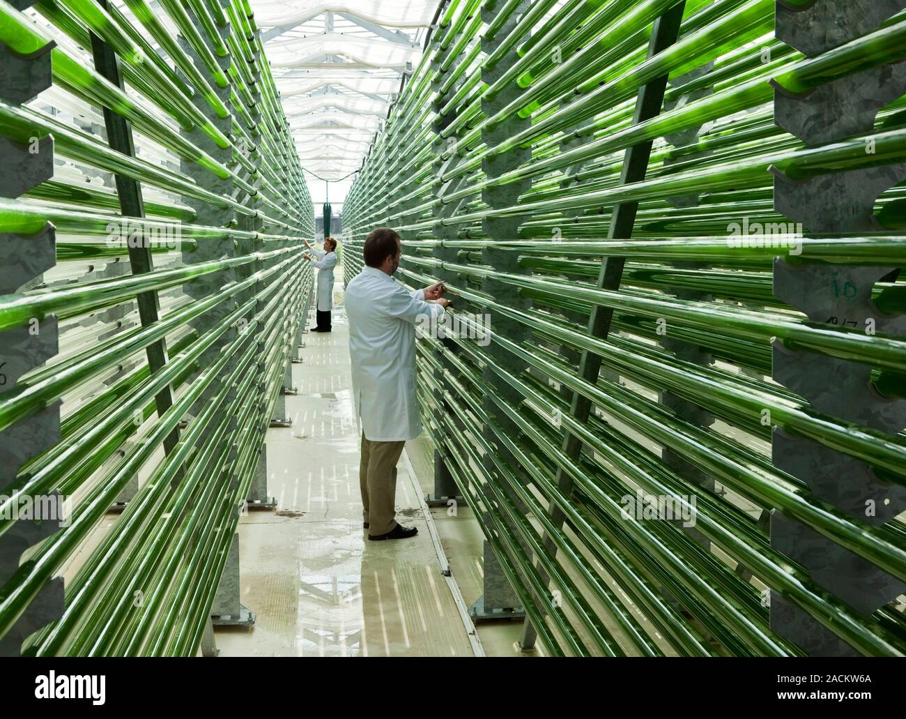 Microalgae food supplement production. Worker checking the bioreactor ...
