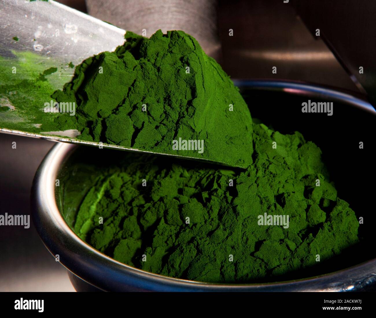 Microalgae food supplement production. Worker placing powdered ...