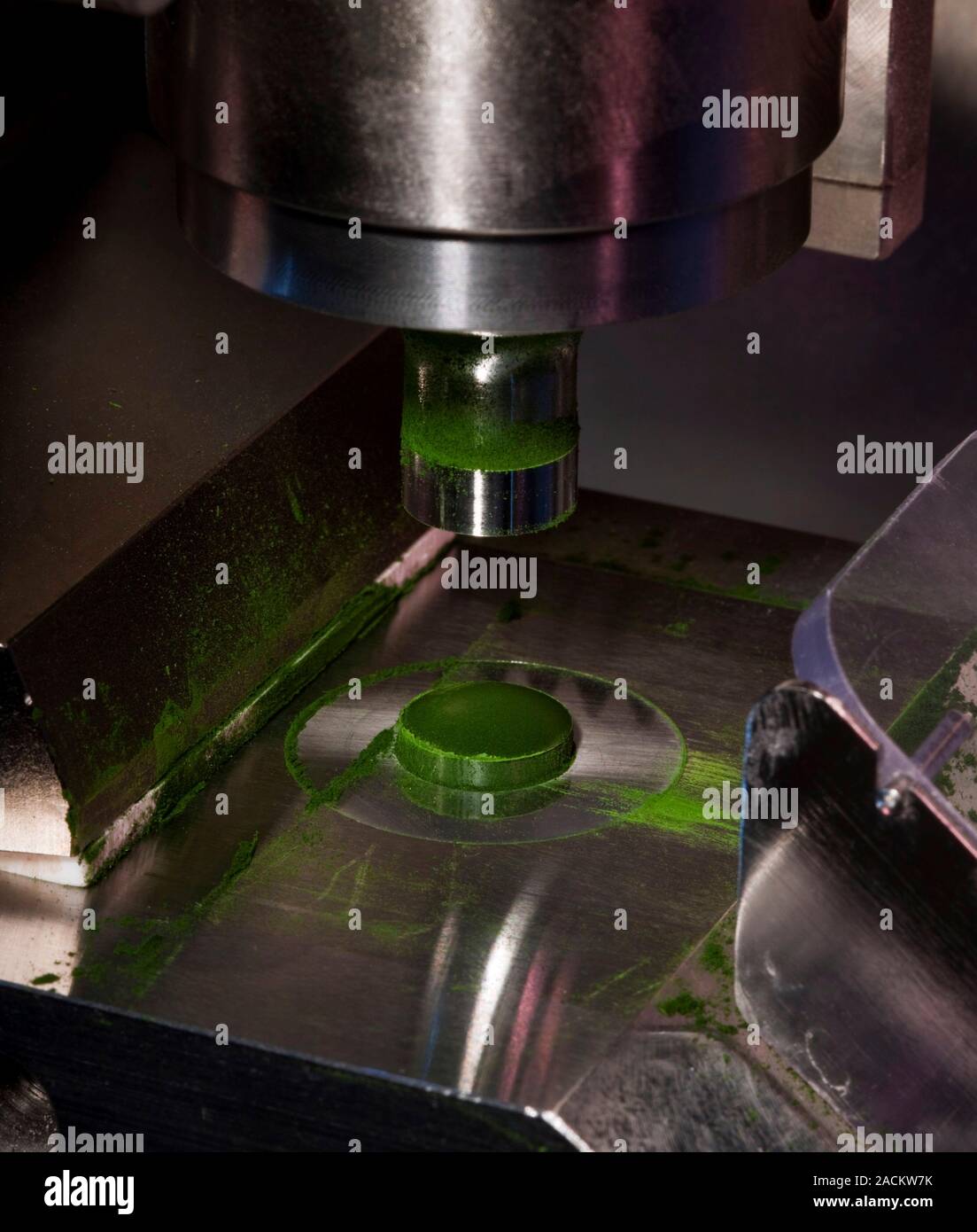 Microalgae food supplement production. Odontella aurita microalga ...