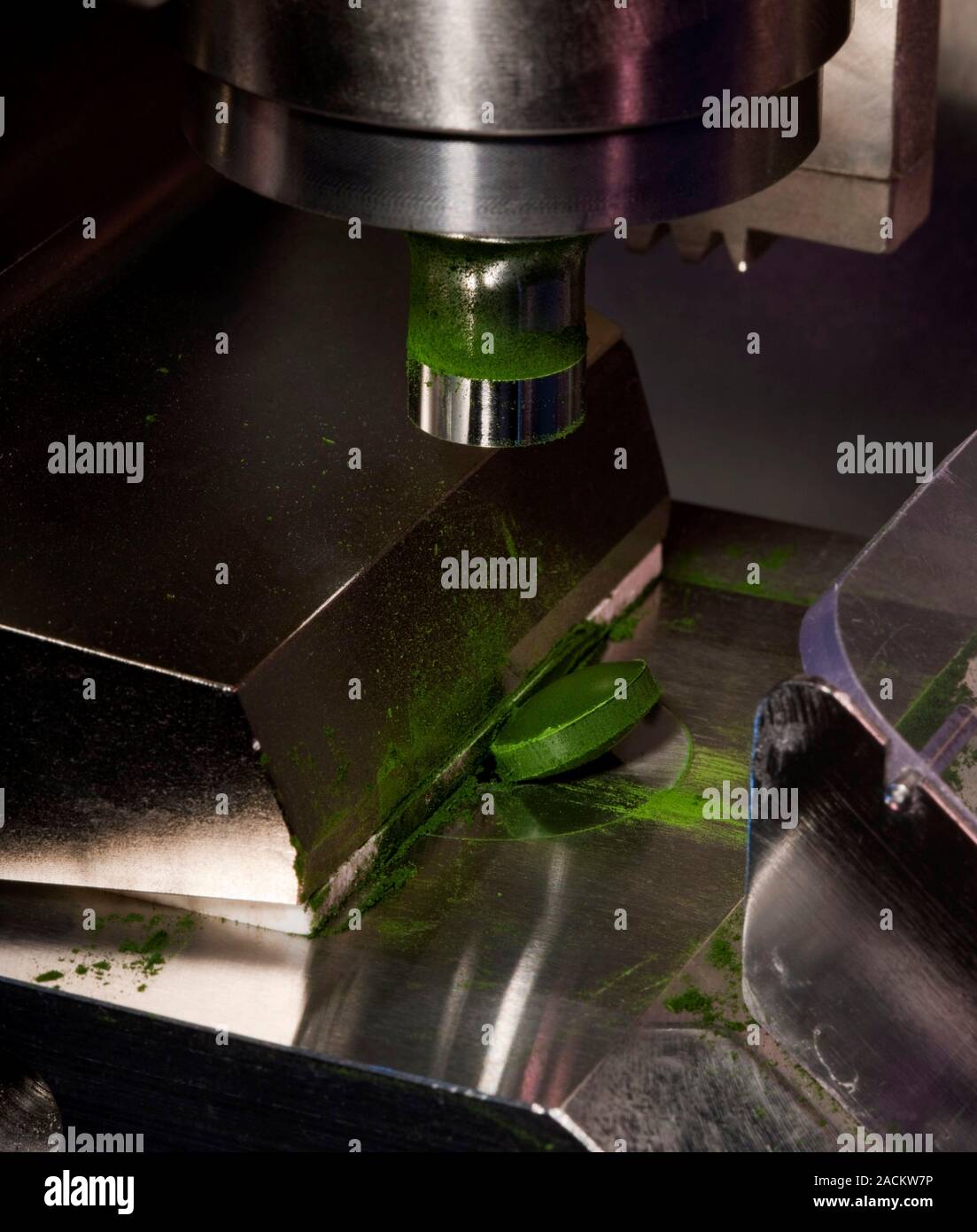 Microalgae food supplement production. Odontella aurita microalga ...