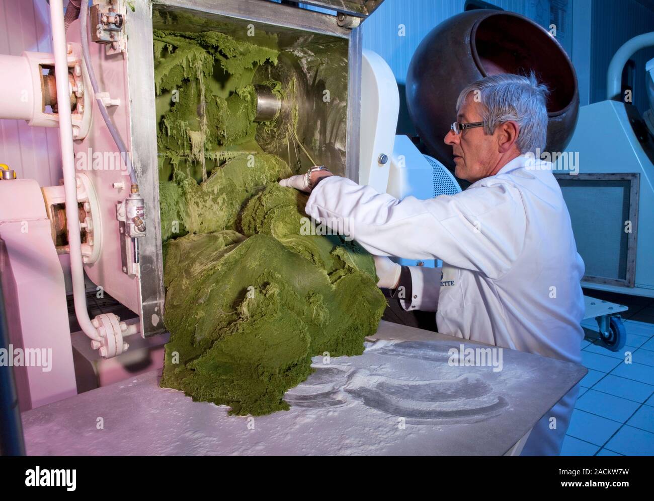 Microalgae food supplement production. Worker with chewing gum paste ...