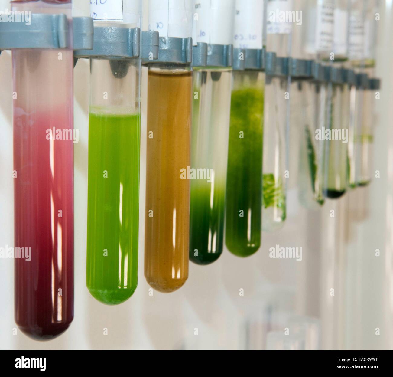 Microalgae food supplement production. Odontella aurita microalga being ...