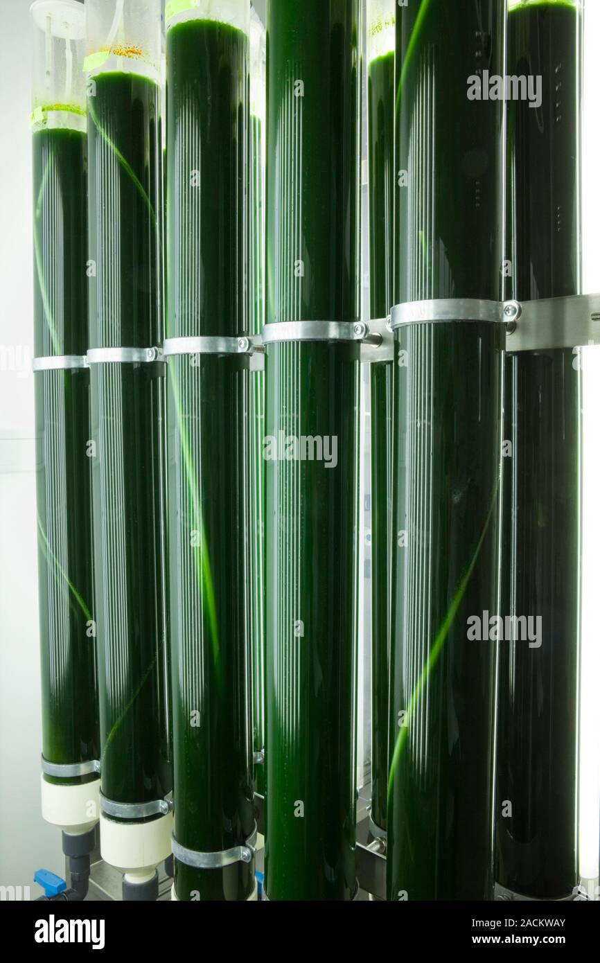 Microalgae food supplement production. Odontella aurita microalga being ...