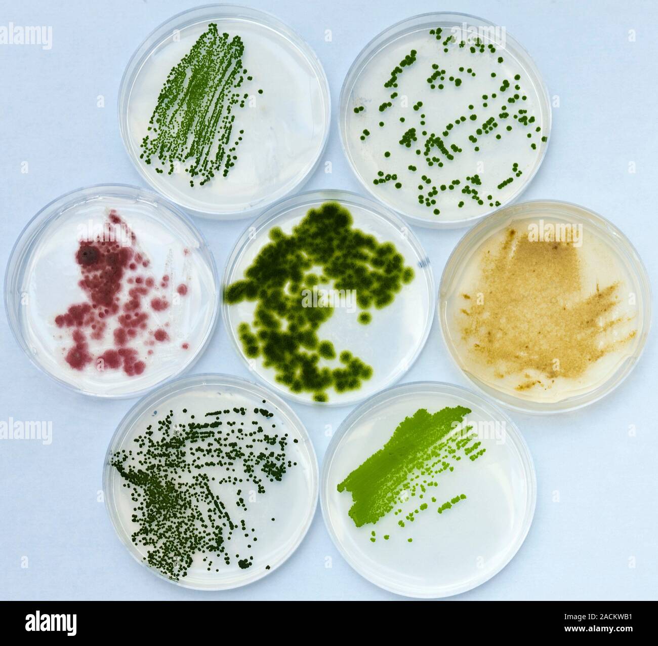 Microalgae food supplement production. Petri dishes containing cultures ...