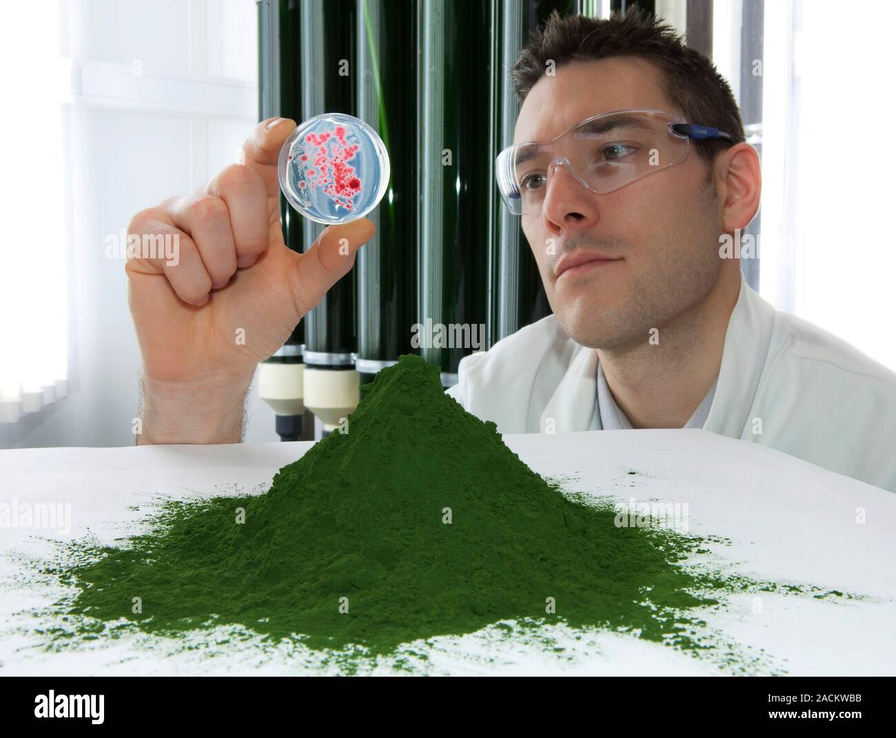 Microalgae food supplement production. Worker holding a Petri dish ...