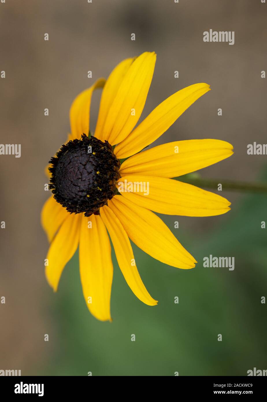 Yellow daisy flower in a garden Stock Photo - Alamy