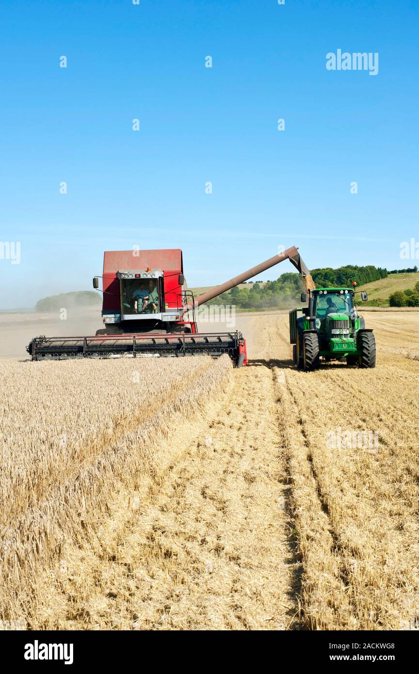 Combine harvester emptying its load of harvested barley into a truck ...