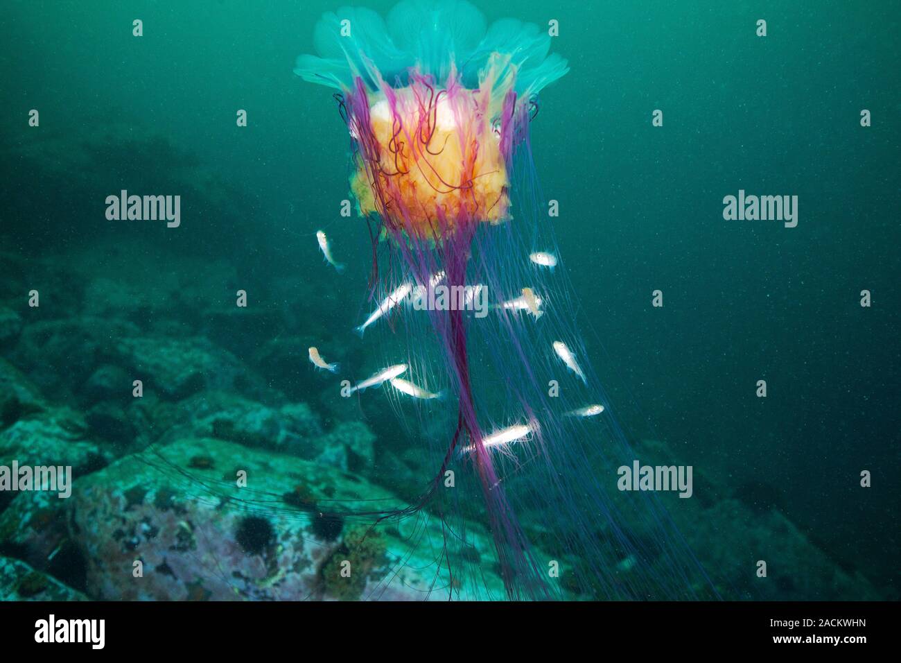 Lion's mane jellyfish (Cyanea capillata) and navaga fish, Japan Stock ...