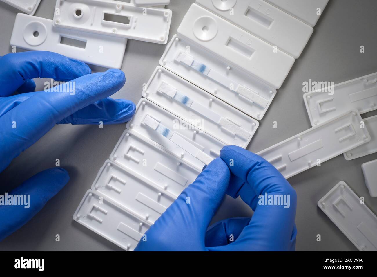 Lateral flow test device assembly. Worker placing lateral flow test ...
