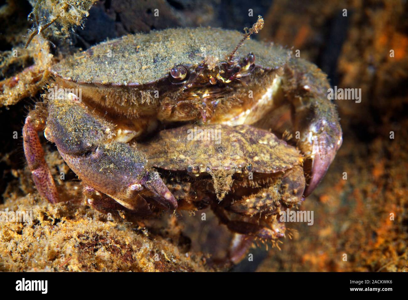 Crabs (Cancer amphioetus), Japan Stock Photo - Alamy