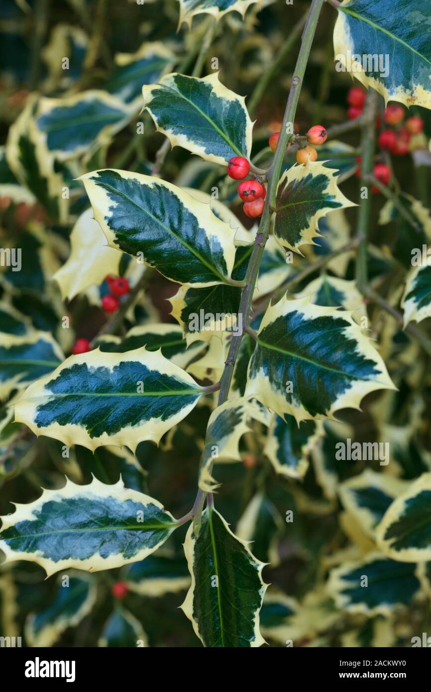 Perry's silver weeping holly (Ilex aquifolium 'Argentea Marginata ...