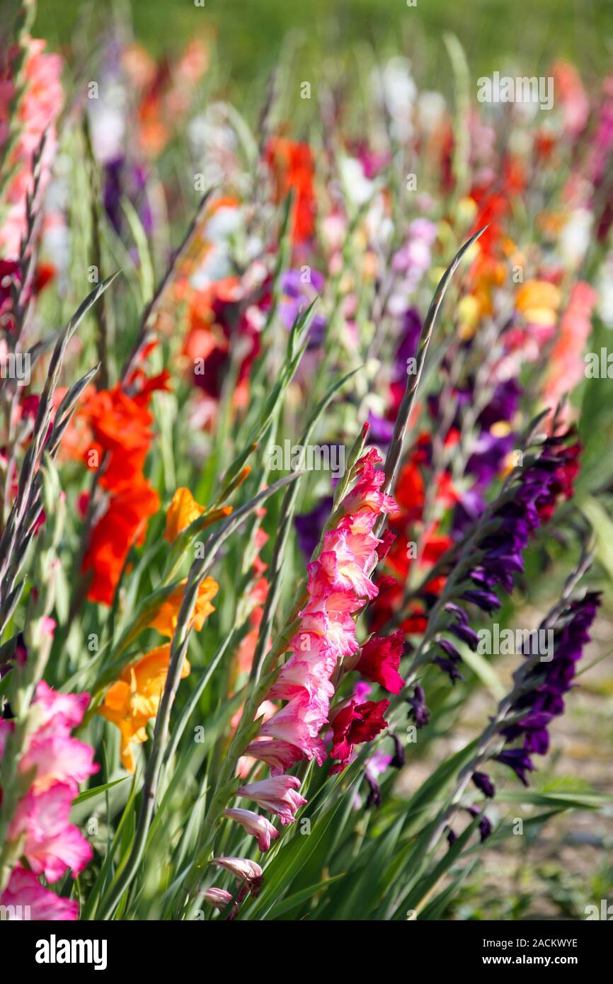 Strong colours hi-res stock photography and images - Alamy