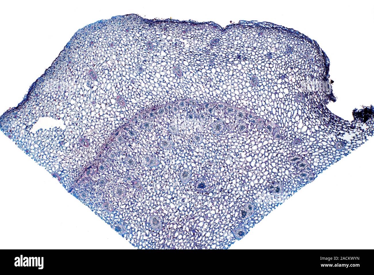 Acorus calamus rhizome. Light micrograph of a section through a rhizome ...