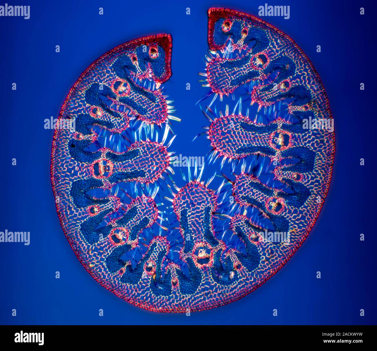 Ammophila arenaria leaf. Polarised light micrograph of a section ...