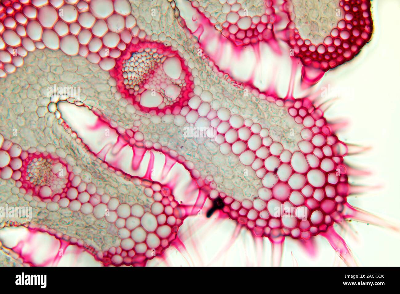 Ammophila arenaria leaf. Light micrograph of a section through a marram ...