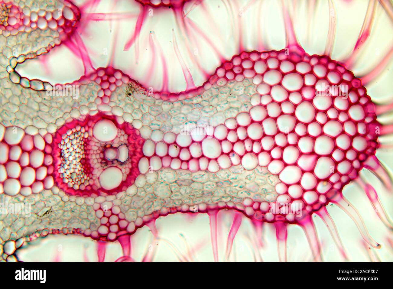 Ammophila arenaria leaf. Light micrograph of a section through a marram ...