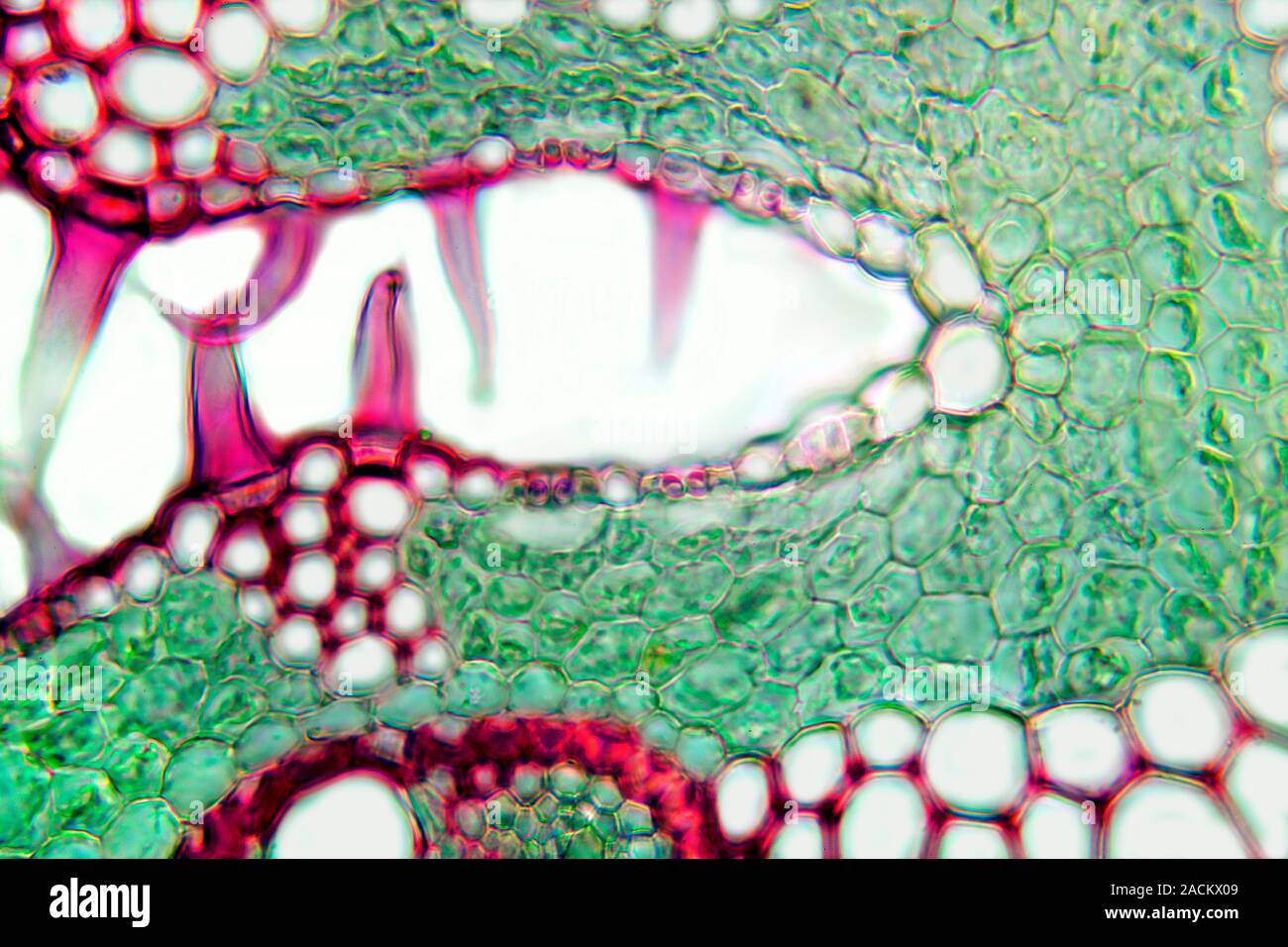 Ammophila arenaria leaf. Light micrograph of a section through a marram ...