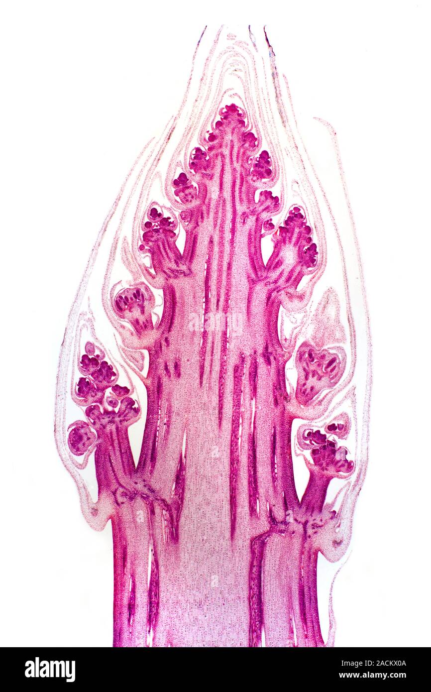 Asparagus stem tip. Light micrograph of a section through the tip of a ...